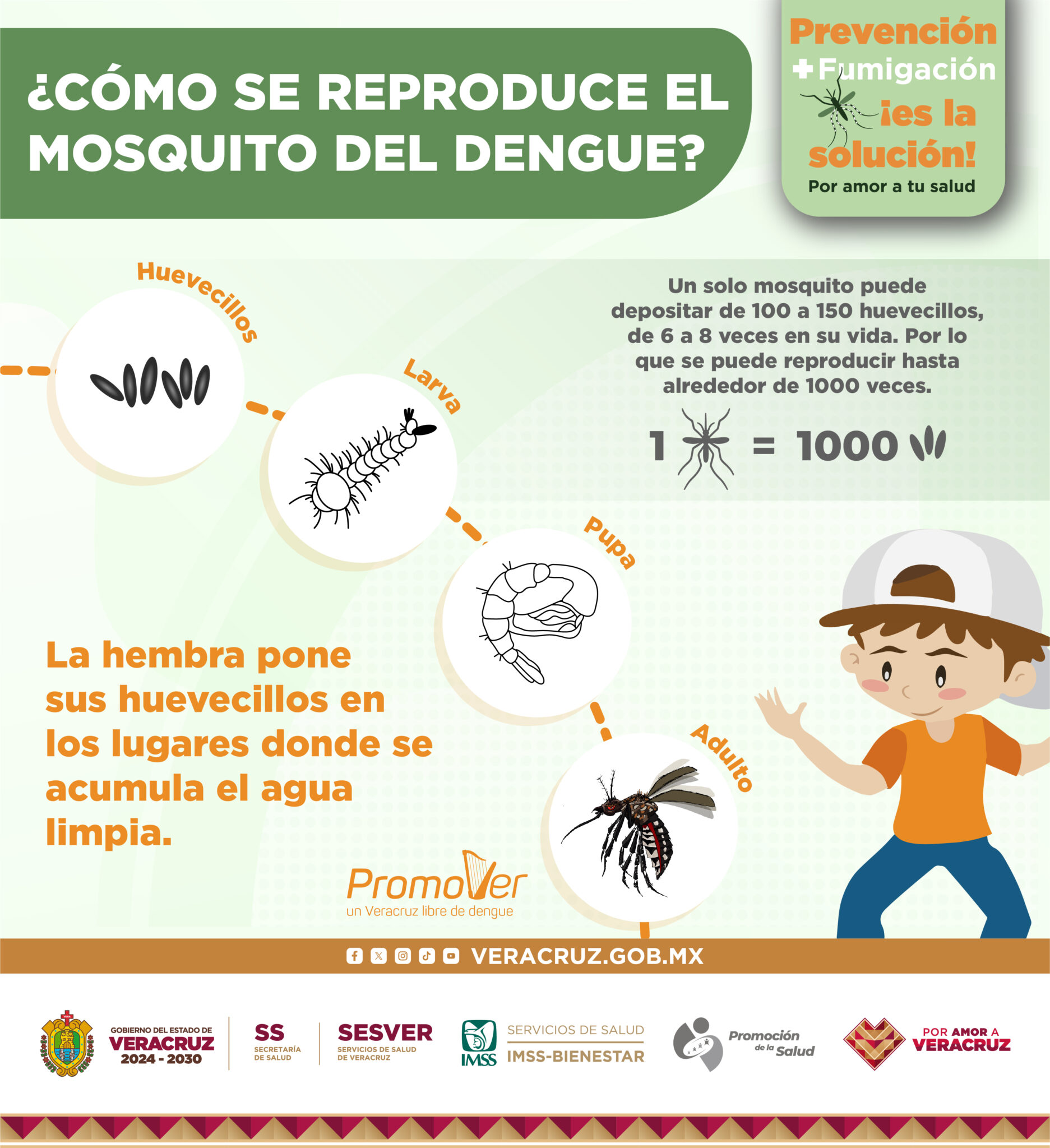 Dengue – Salud Pública